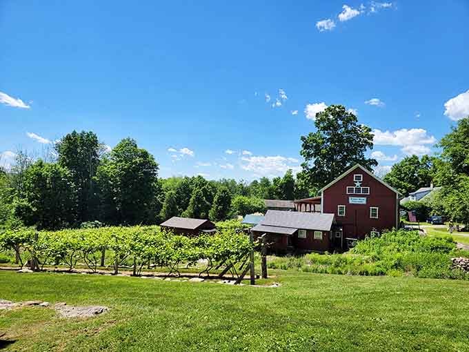 Vineyard views provide a refreshing counterpoint to indoor browsing, because even antique lovers need fresh air sometimes.