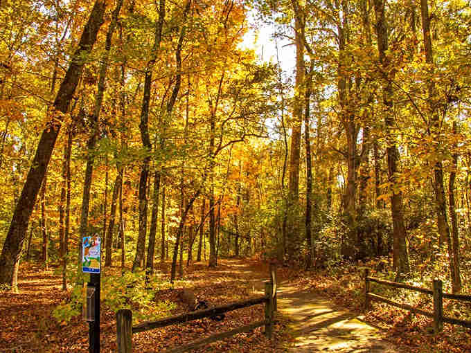 Autumn transforms the forest into a golden wonderland that looks like someone turned up the saturation to eleven.