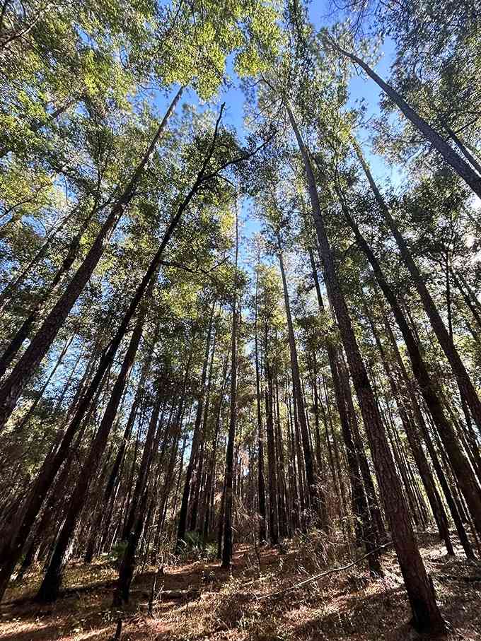 Looking up through these towering pines feels like standing inside nature's own skyscraper district.