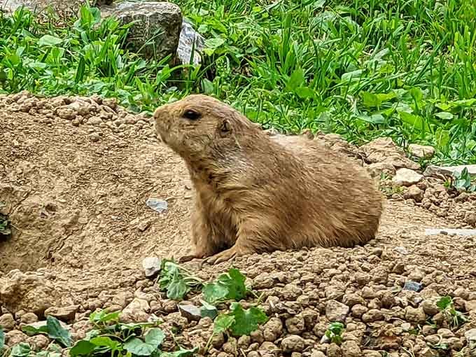 Prairie dogs pop up like nature's own whack-a-mole game, except infinitely cuter and less stressful.