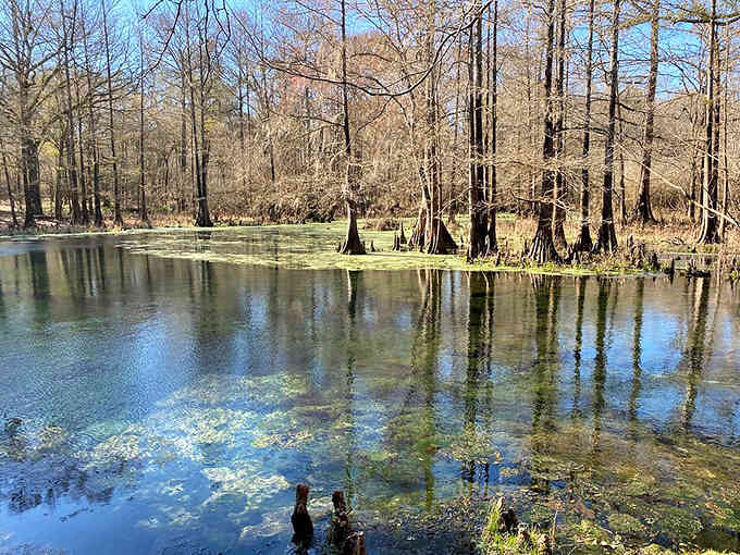 Cypress trees stand reflected in glassy water, their bare winter branches creating stark beauty against the pale sky.