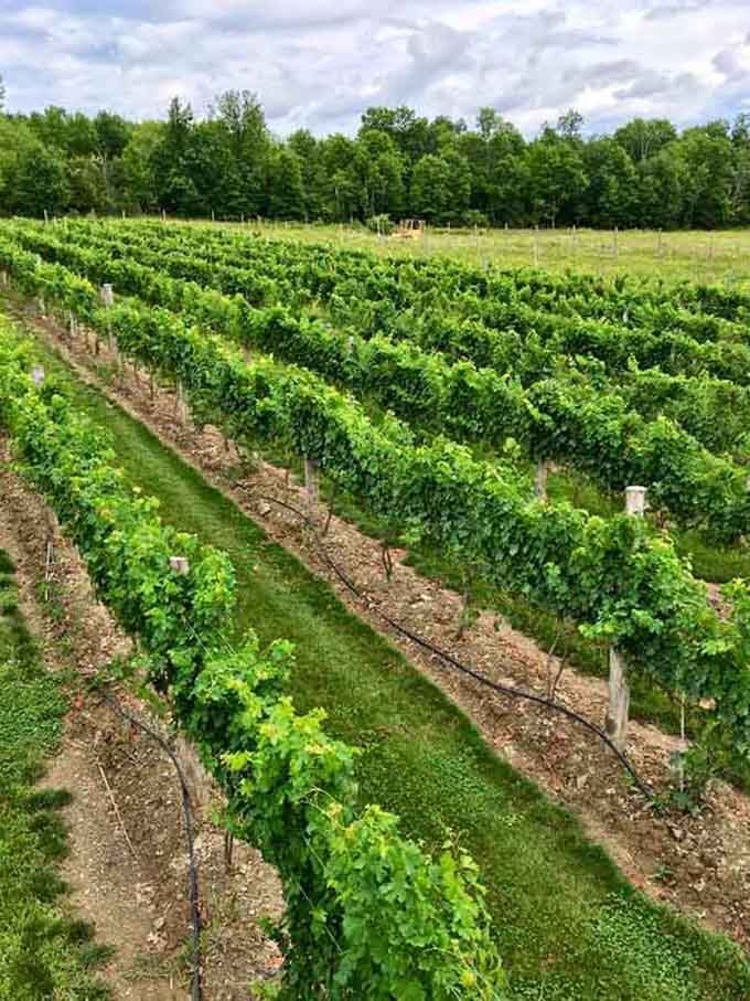 Healthy green vines march up the hillside in rows that show the dedication of true craftspeople.