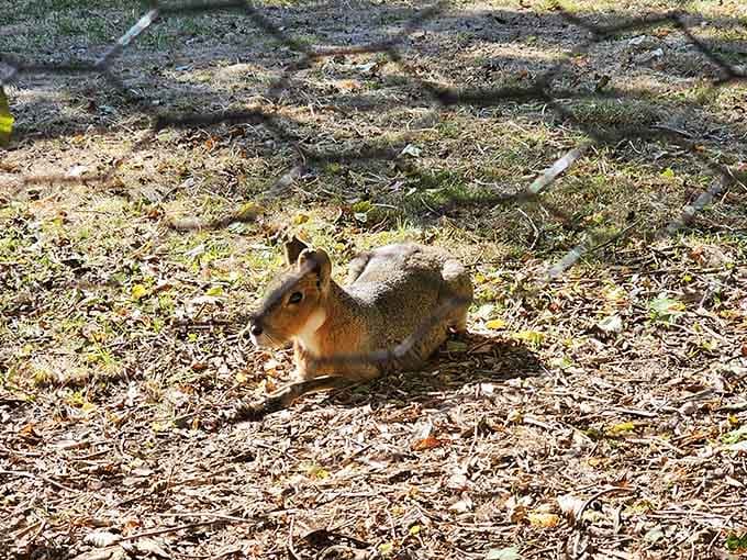 The Patagonian cavy, proving that nature's cutest rodents don't all live in animated movies.
