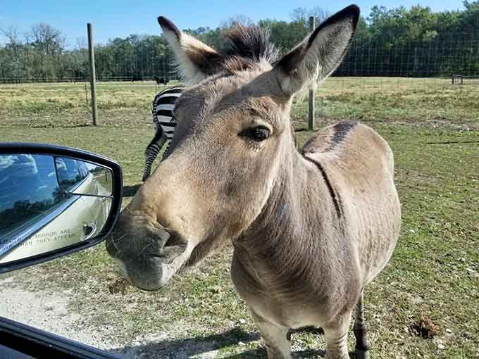 This donkey's expression suggests it knows exactly what you said about it being "just a donkey."