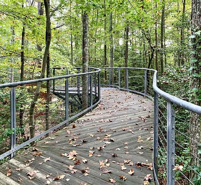 This elevated walkway lets you literally rise above it all while staying grounded in natural beauty.