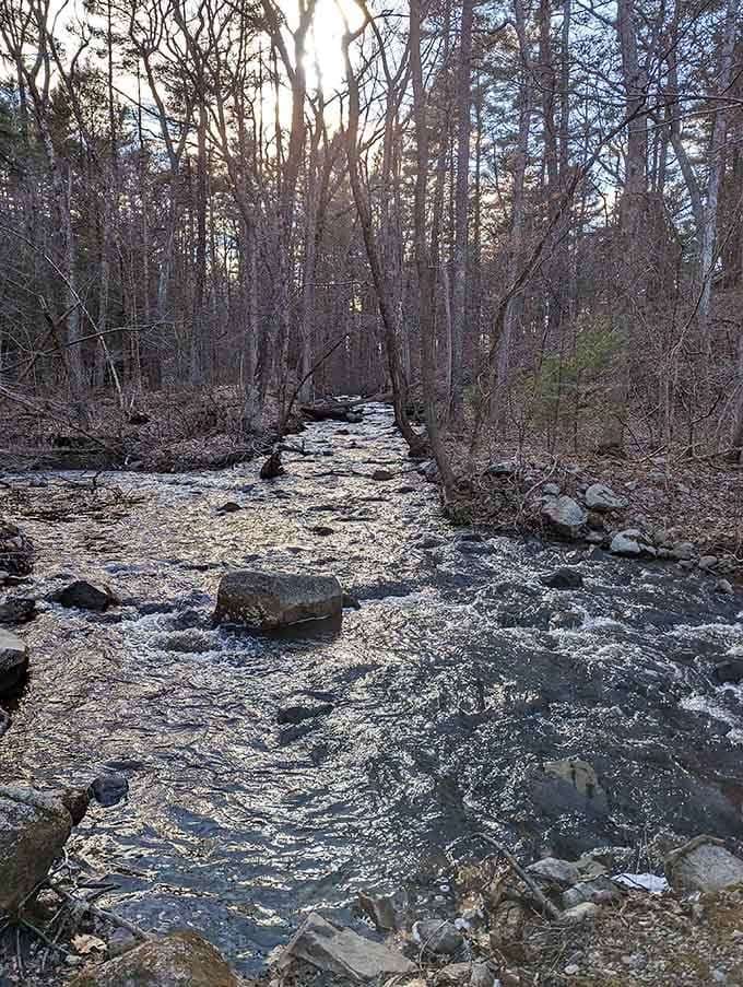 Rocky streams wind through bare trees, creating the kind of rugged beauty that makes you feel like a wilderness explorer.