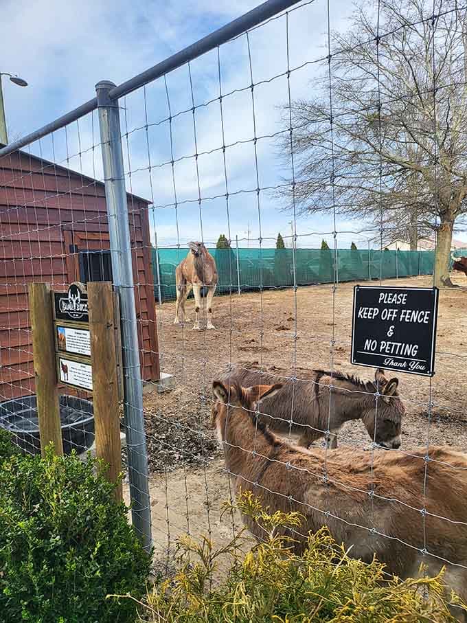 Donkeys and camels coexist peacefully here, proving that Sardis City might just be more cosmopolitan than you thought.