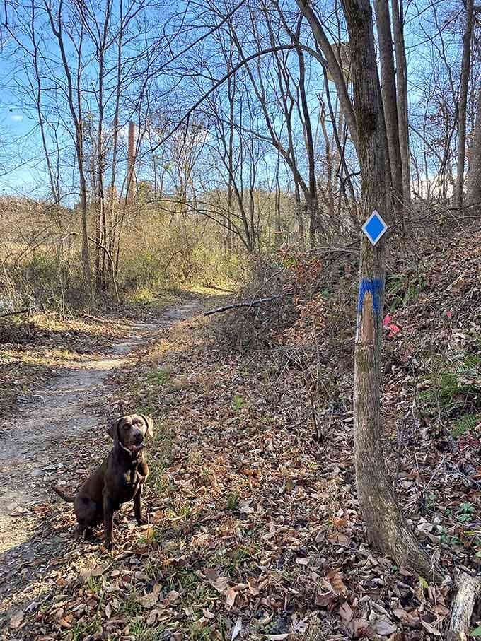 Trail markers guide hikers through Lauren Mountain Preserve where your fitness tracker becomes irrelevant and nature does the real measuring.