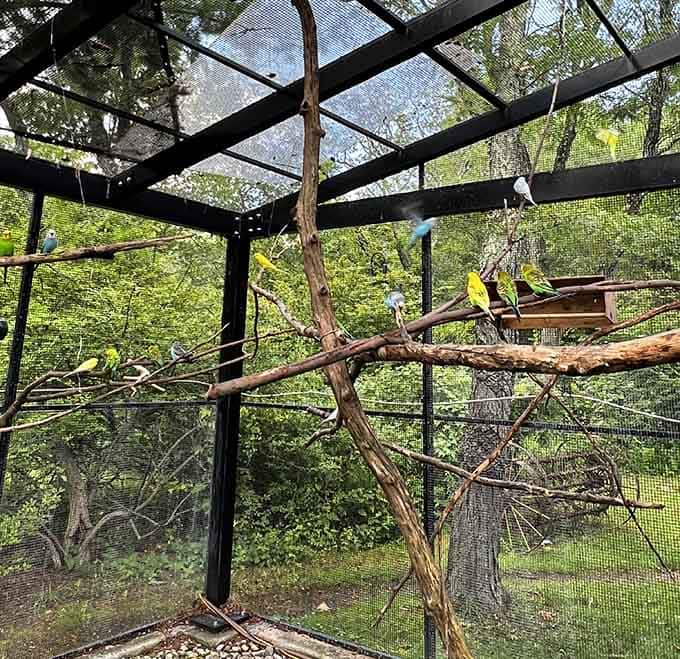 Tropical birds bringing a splash of Caribbean color to suburban New Jersey, because why not?