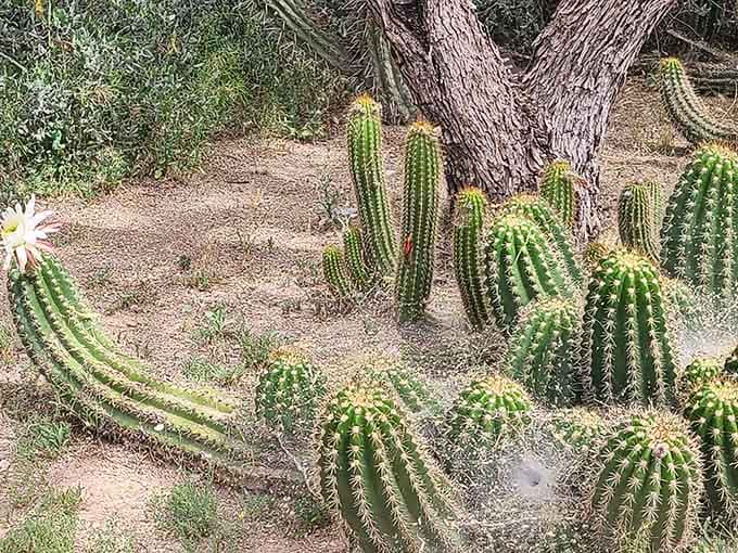 These cacti are living their best life, proving that even prickly personalities can thrive with the right environment.