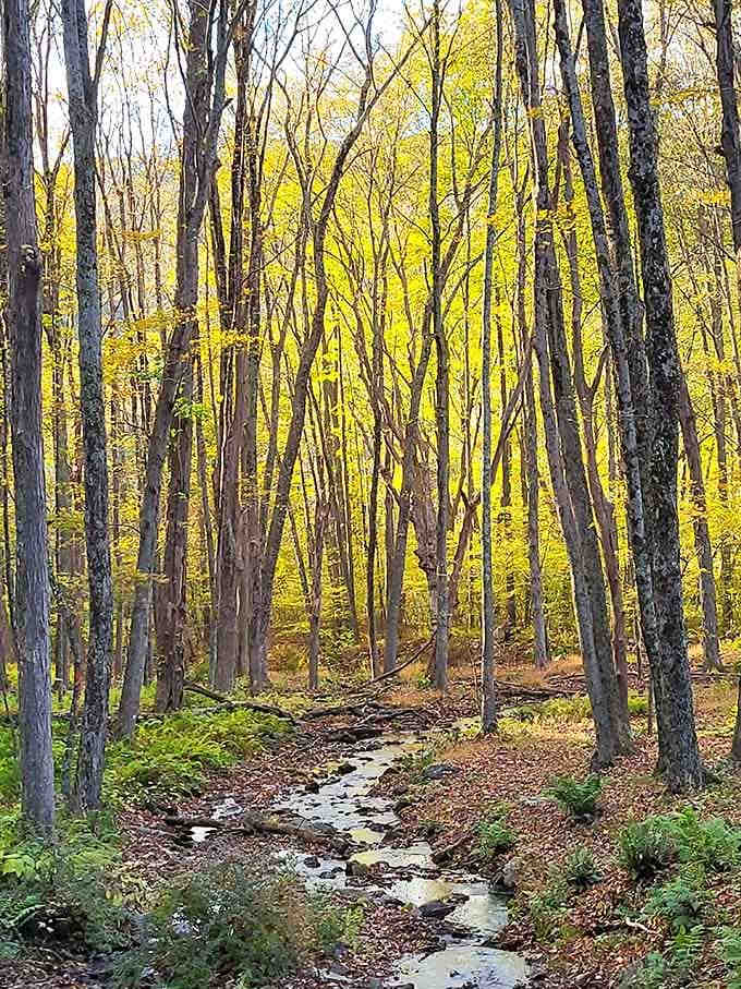 A babbling brook winds through golden autumn woods, creating the soundtrack for your perfect nature escape.