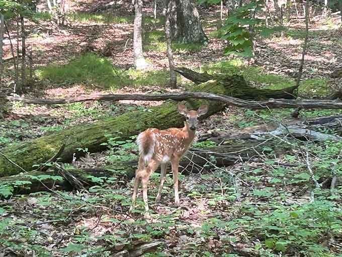 Wildlife sightings add unexpected magic to your hike, like nature's way of saying you're a welcome guest.