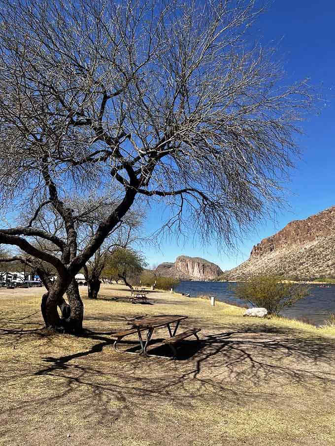 Gnarled trees providing natural shade over picnic tables create the kind of lunch spot that makes sandwiches taste gourmet.