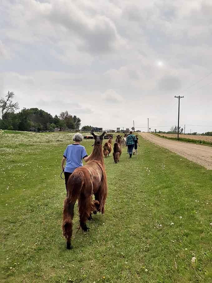 A peaceful country walk becomes an unforgettable adventure when your companions have long necks and gentle souls.