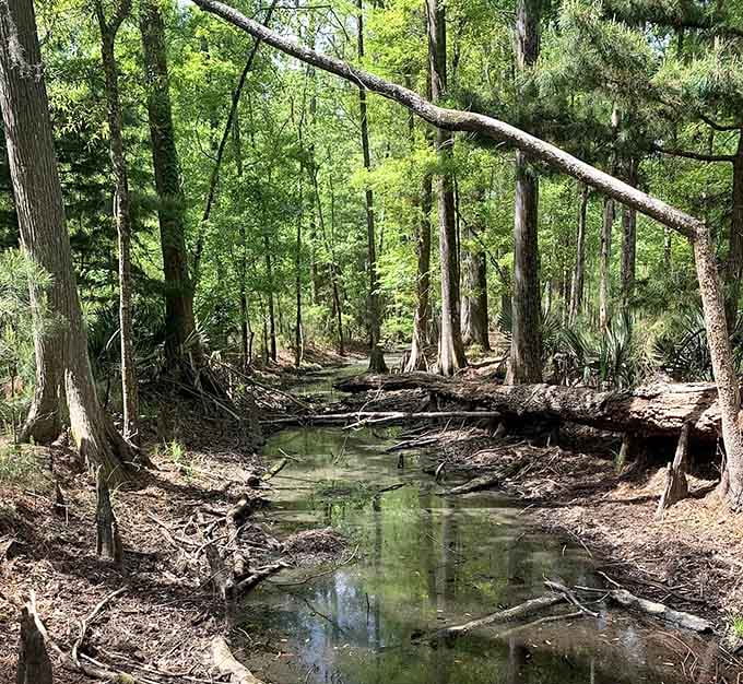 Fallen logs and still waters create a scene so peaceful, you'll wonder why you ever thought you needed a vacation.