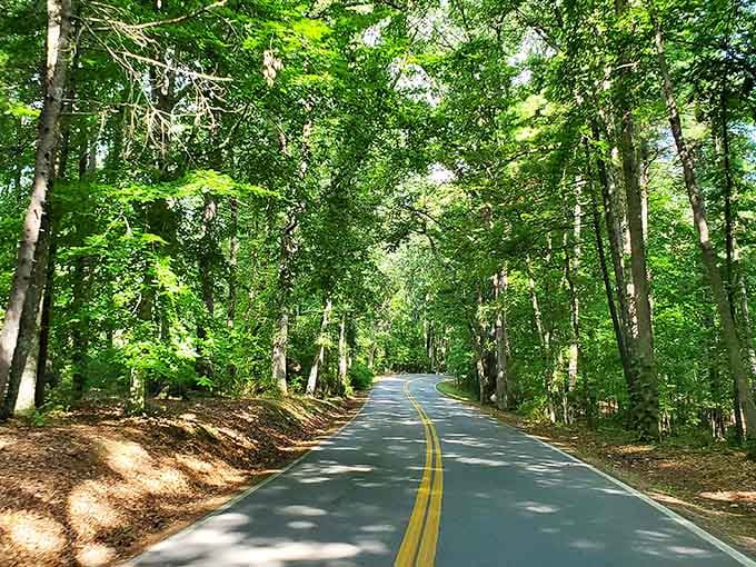 Tree-canopied roads wind through the park like nature's own scenic highway to relaxation and peace.
