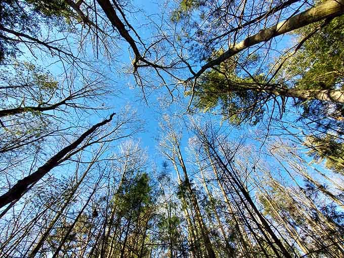Looking up through towering trees reminds you how small your problems really are today.