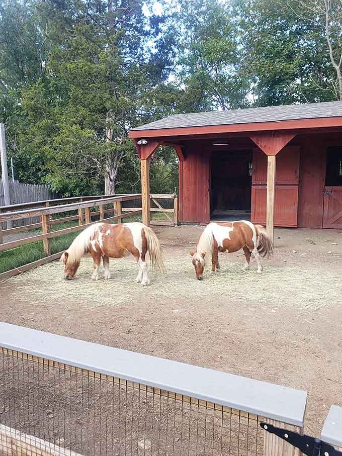 Miniature ponies grazing peacefully, reminding us that good things truly do come in smaller packages.