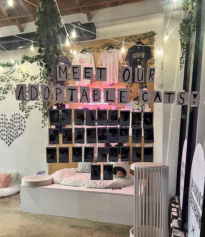 "Meet Our Adoptable Cats" reads like the world's best invitation, with Polaroids showcasing each available furry friend's personality.