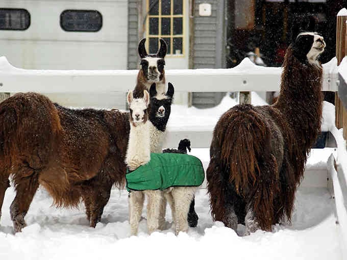 Winter llamas in their cozy blankets look like they're modeling the latest in cold-weather farm fashion for a very niche magazine.