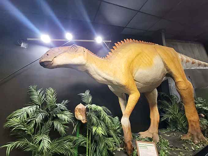 This Brachylophosaurus canadensis demonstrates that duck-billed dinosaurs were significantly less amusing than their nickname suggests to modern audiences.