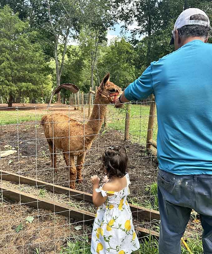 Meeting an alpaca while wine tasting wasn't on your bucket list, but now it's your favorite unexpected combination.