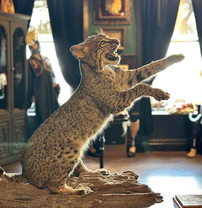 This taxidermy bobcat strikes an eternal pose of wild alertness, forever frozen mid-pounce in its glass-eyed hunting stance.