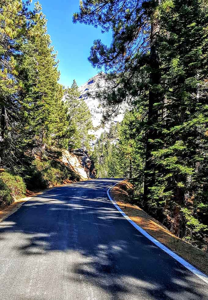 The asphalt ribbon winds through pines like a carefully choreographed dance between human engineering and natural beauty.