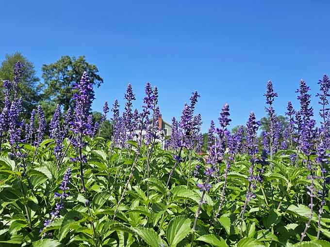 Purple salvia stands at attention like a floral honor guard welcoming you to summer's best show.