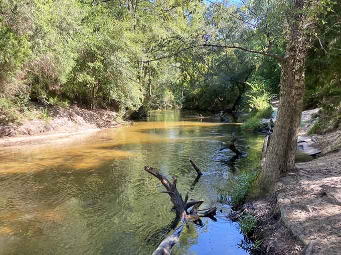 Bohemian Park's peaceful creek offers the kind of tranquility that makes you forget your phone exists for five minutes.