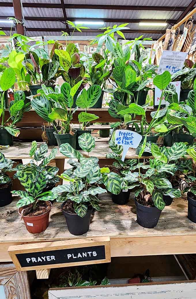 Prayer plants living up to their name, ready to bring peace and greenery to homes across the state.