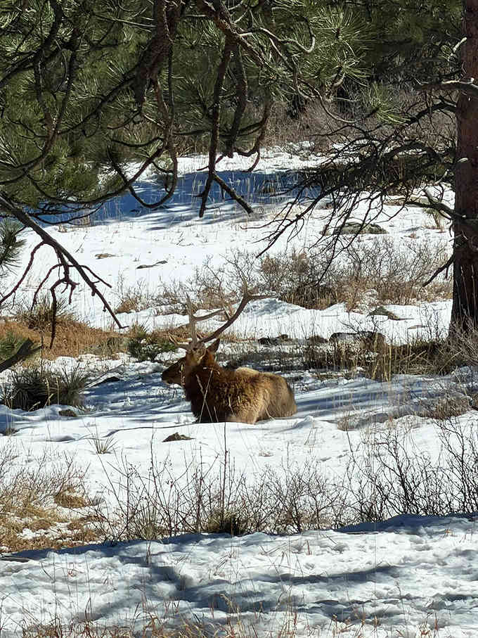 A majestic elk rests peacefully in winter snow, reminding us we're visitors in their living room, not the other way around.