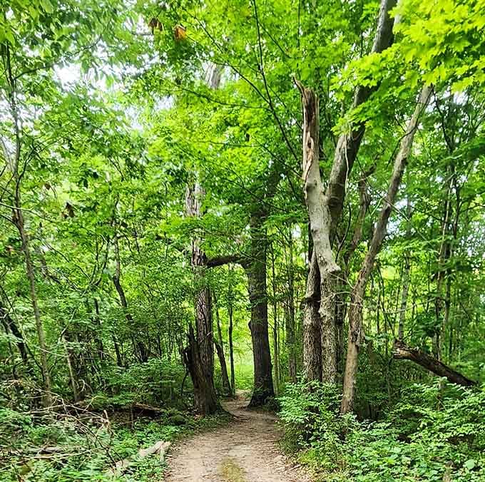 Wooded trails create a natural canopy that filters sunlight into something almost magical, like nature's own cathedral ceiling.