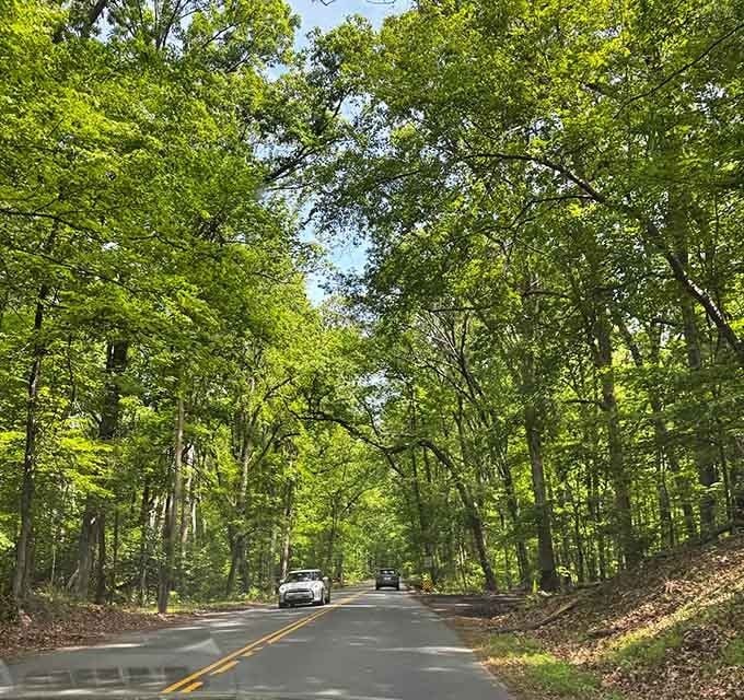 This tree-lined stretch of road proves that sometimes the journey really is better than the destination you're heading toward.
