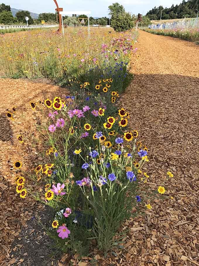 Sunflowers and cosmos line the path like nature's own welcoming committee, painting the trail in cheerful summer hues.
