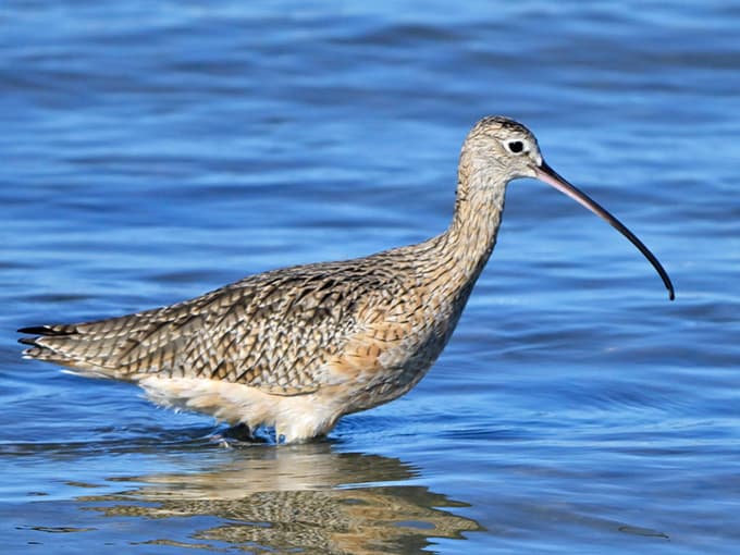 The Long-billed Curlew wades through shallows with that impressive beak, nature's version of specialized fishing equipment.