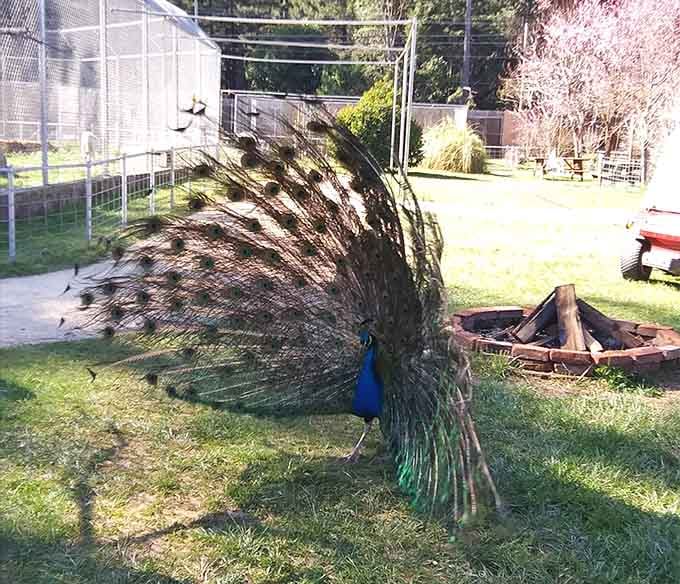 Because every good wildlife park needs a peacock strutting around like it owns the place. Spoiler: it does.