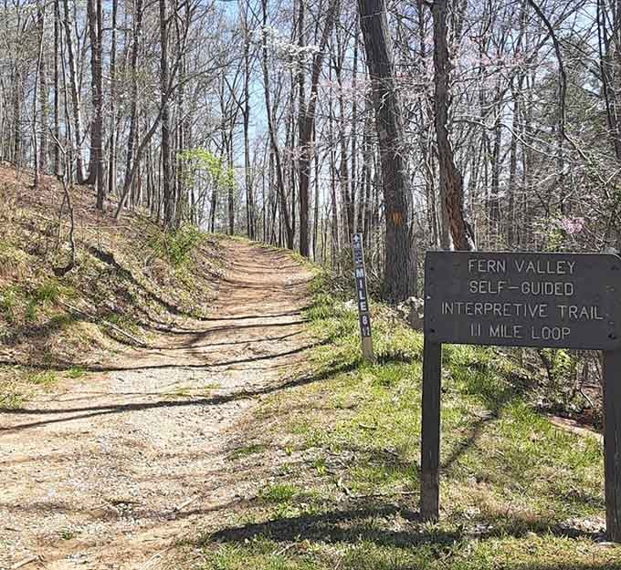 The Fern Valley Trail beckons with dappled sunlight and the kind of peace you can't download.