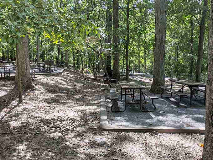 Shaded picnic areas scattered throughout the park offer perfect spots for family gatherings minus the dining room cleanup afterward.