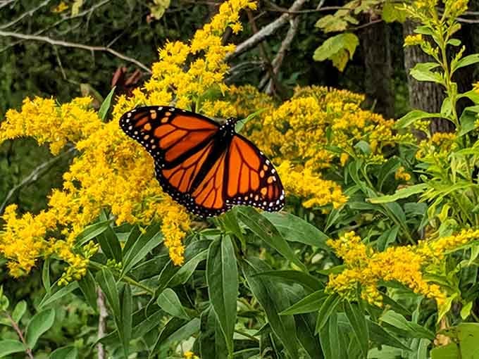 Monarch butterflies stop by during migration, turning the park into a temporary layover for nature's most elegant travelers.