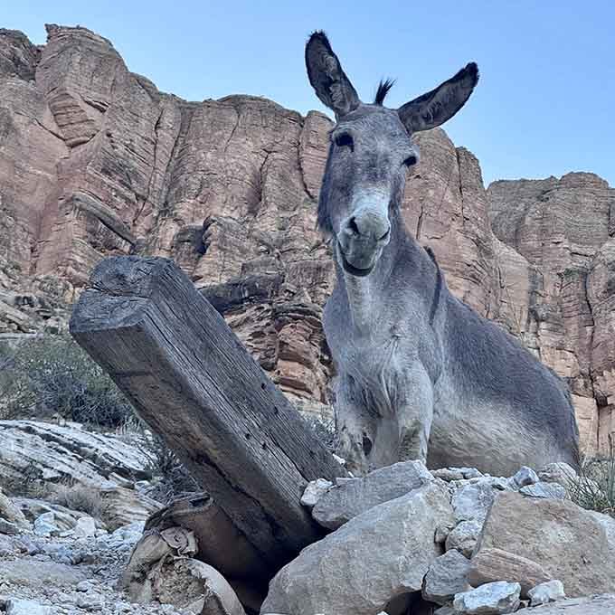 The local mules have better job security than most of us, hauling supplies where vehicles fear to tread.