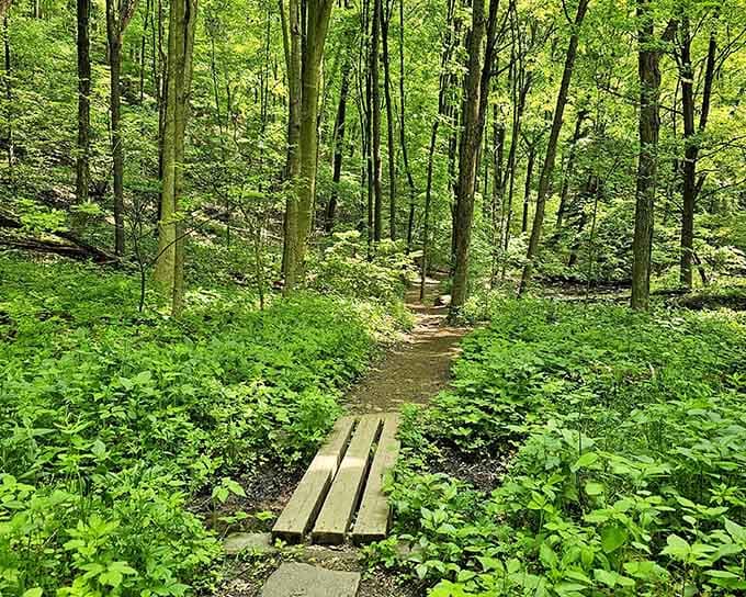 The forest trail offers shade, serenity, and the occasional root determined to test your balance skills.