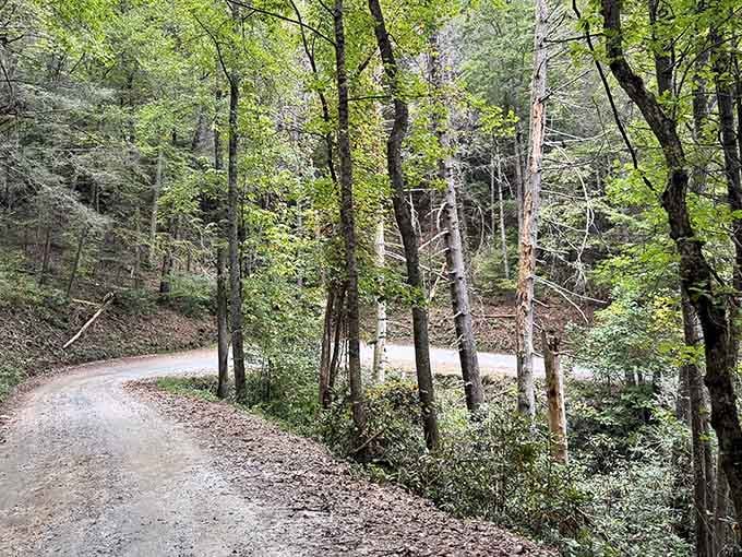 The gravel forest road winds through trees like a scenic appetizer before the main course of waterfalls ahead.
