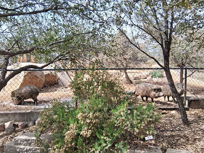 Javelinas roaming their enclosure remind us that Arizona's native wildlife deserves just as much attention as exotic species.