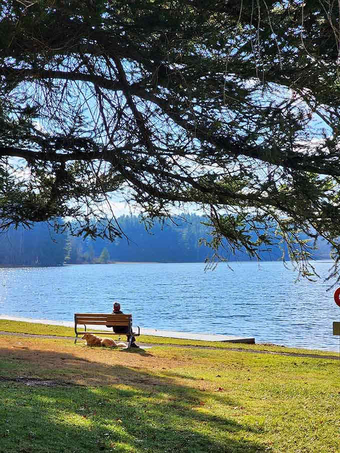 Lakeside bench under spreading branches, the perfect spot for thinking deep thoughts or absolutely nothing.