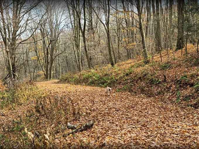 Trail entrance promising adventures that don't require a passport, just curiosity and comfortable shoes.