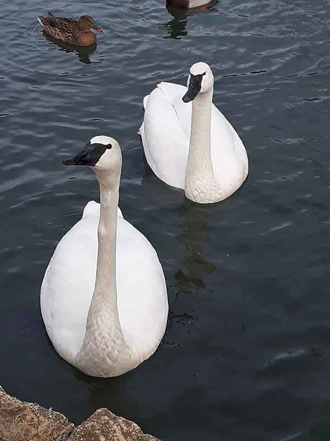 Even the local waterfowl appreciate the scenic beauty, gliding by like they own the place.