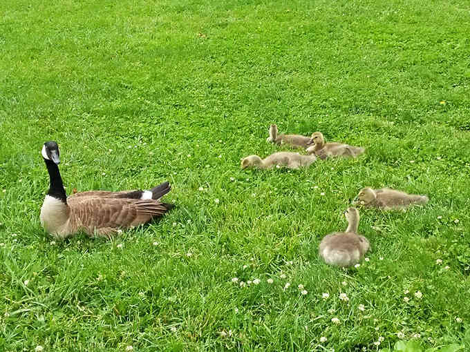 Canada geese raise their goslings here, proving even waterfowl appreciate authentic Japanese garden design and ambiance.