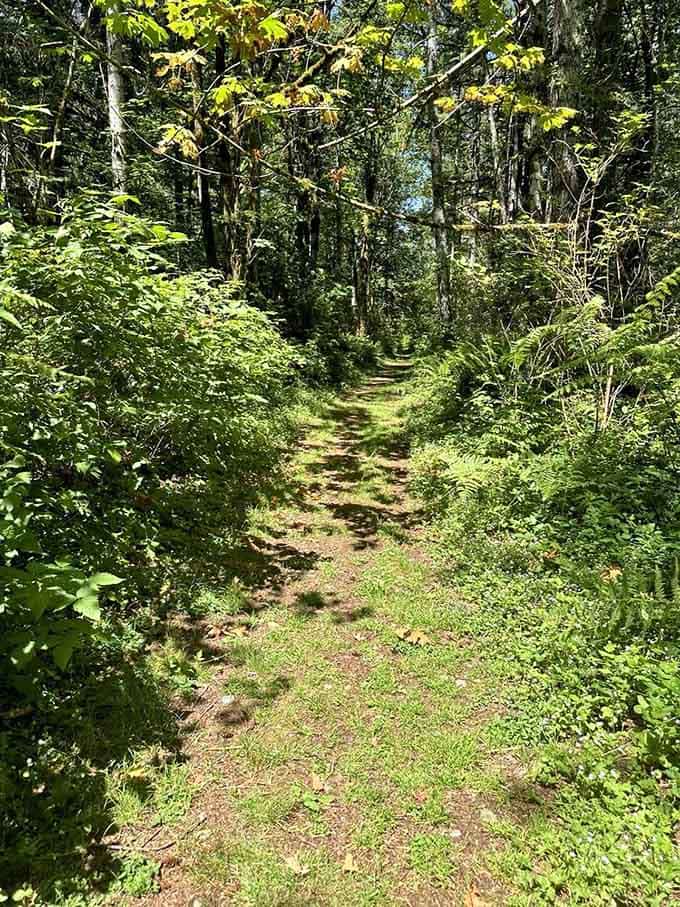 Trails that wind through the forest like nature's own choose-your-own-adventure story, minus the dragons and wizards.