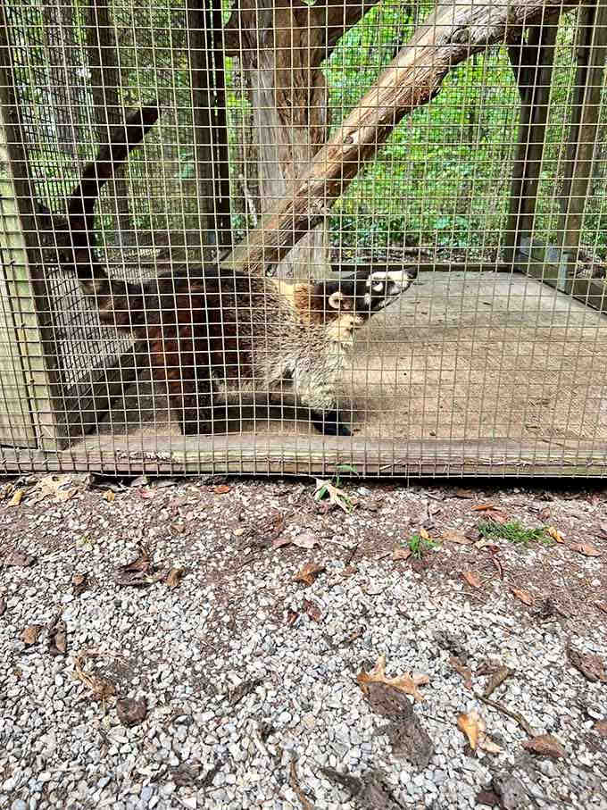 A coati peering through the fence with those curious eyes that suggest it's plotting something adorably mischievous.